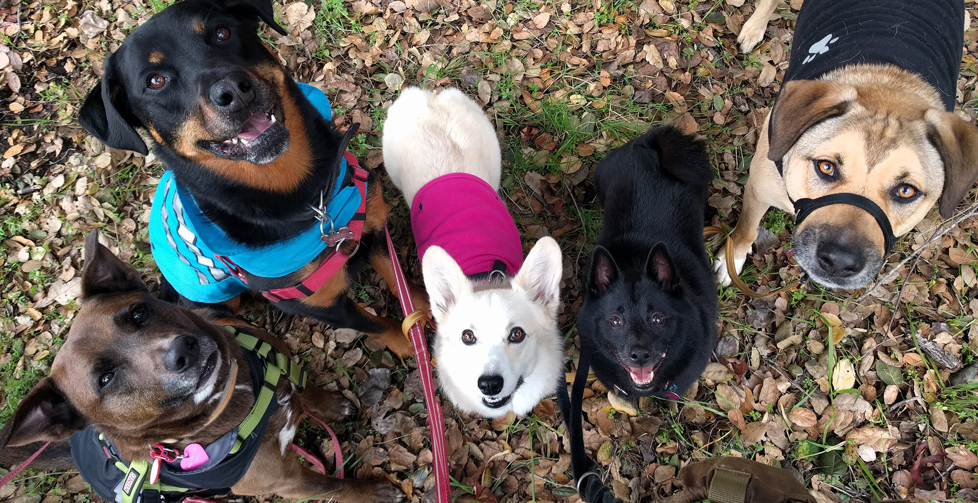 Good Sit – dog walking, dog training, and petsitting services