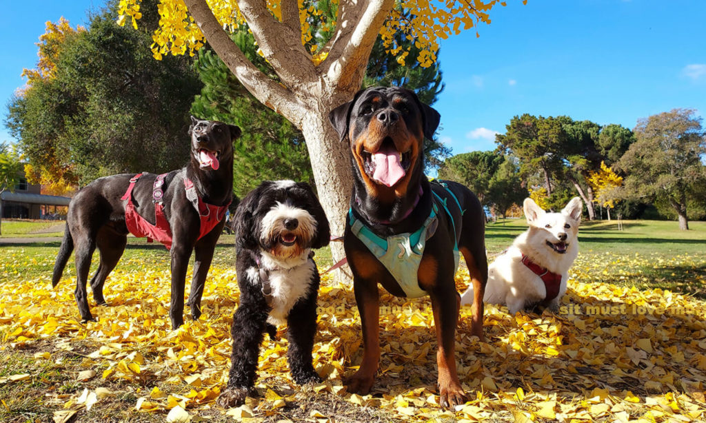 Resources – Good Sit